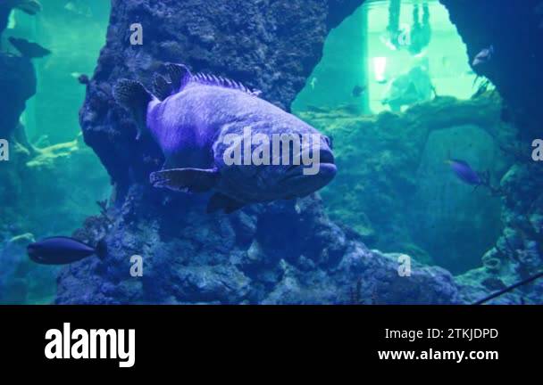 Marine exotic Stock Videos & Footage - HD and 4K Video Clips - Alamy