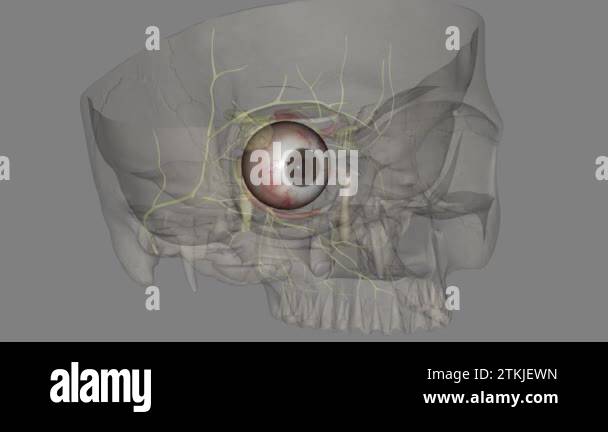 The eye light reflex, is regulated by three structures: the retina, the ...