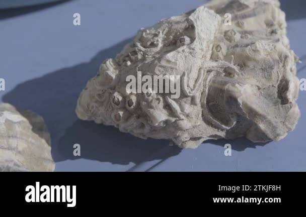 Large bivalve shell Stock Videos & Footage - HD and 4K Video Clips - Alamy