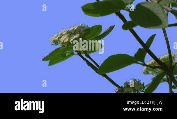 Umbelliferae apiaceae Stock Videos & Footage - HD and 4K Video Clips ...