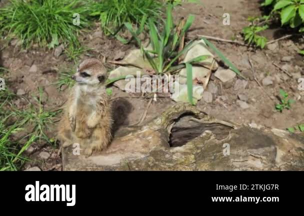 Watching around suricate on a Stock Videos & Footage - HD and 4K Video ...