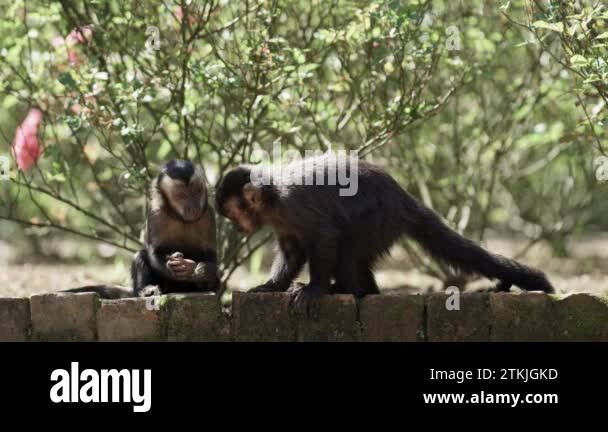 Monkey learning Stock Videos & Footage - HD and 4K Video Clips - Alamy
