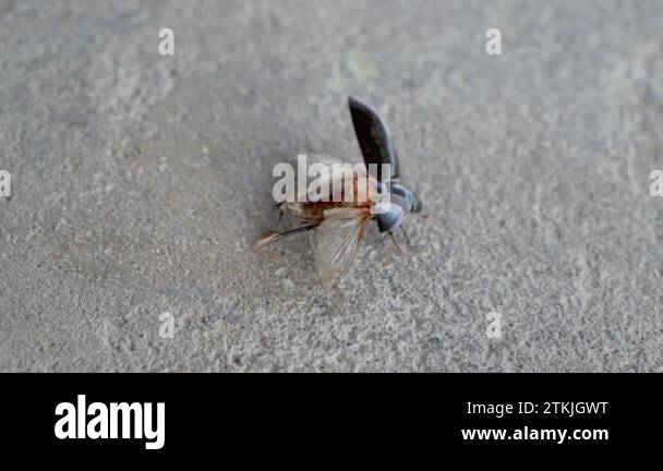 Hydrophilidae, Hydrophilus water beetle insects, portrait of water ...