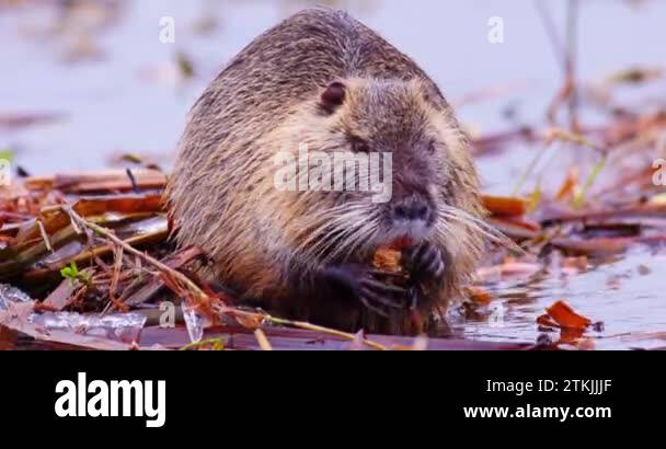 Coypu - Myocastor coypus, also known as river rat or nutria, is large ...