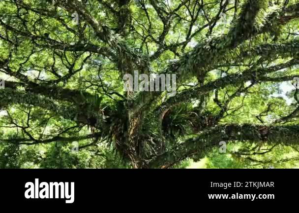 Tree stems Stock Videos & Footage - HD and 4K Video Clips - Alamy