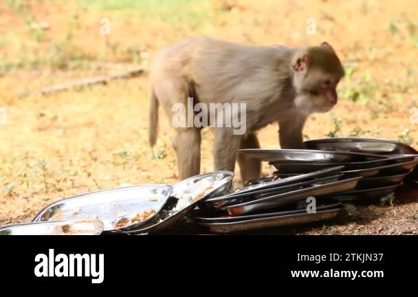 Monkey at the temple Stock Videos & Footage - HD and 4K Video Clips - Alamy