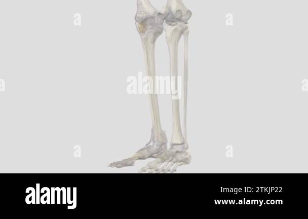 The interosseous membrane of the leg is also referred to as the middle ...
