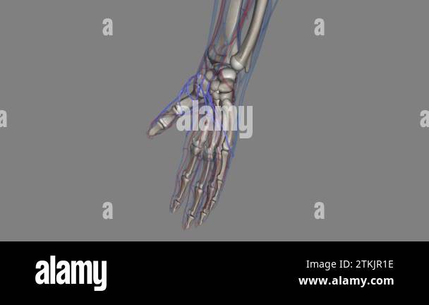 The superficial palmar venous arch consists of a pair of venae ...