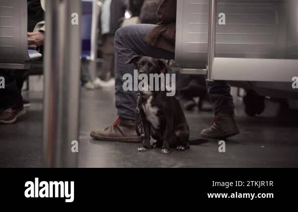 Dog and owners feet on the subway in Munich, Germany. Travel in public ...