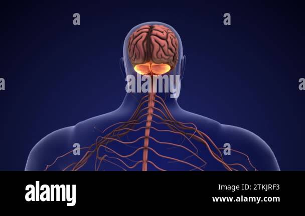 Anatomy of the human brain and cerebellum Stock Video Footage - Alamy