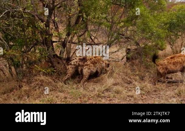 Footage of a pack of spotted hyenas hunting in slow motion in the South ...