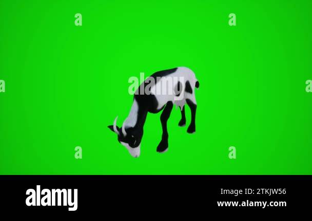 3D animation of a black and white goat in the village from the angle of ...