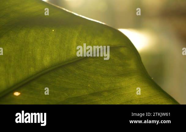 Beautiful texture and vein pattern of a vibrant green leaf. Detailed ...