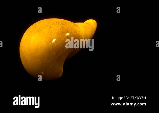 Pancreas drawing Stock Videos & Footage - HD and 4K Video Clips - Alamy