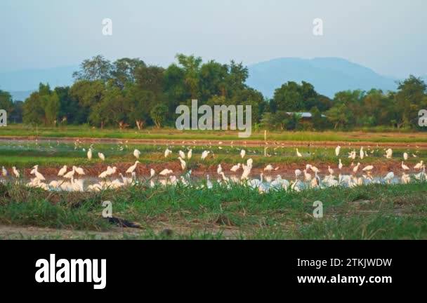 During the rice farming season, there will be a lot of fish, shellfish ...