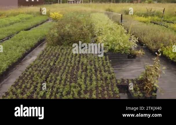 Plants with farm Stock Videos & Footage - HD and 4K Video Clips - Alamy