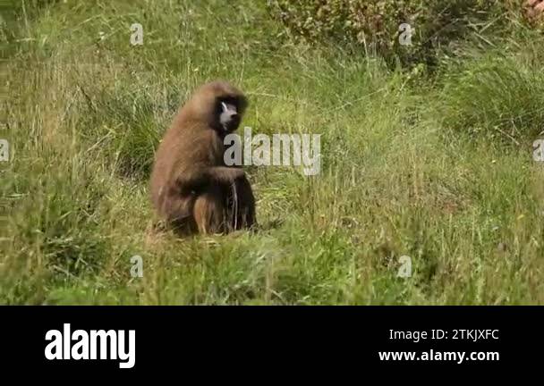 Side view fluffy baboon Stock Videos & Footage - HD and 4K Video Clips ...
