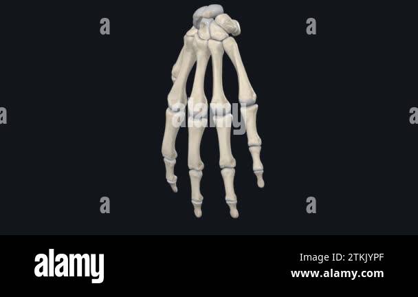 A hand is a prehensile, multi-fingered appendage located at the end of ...