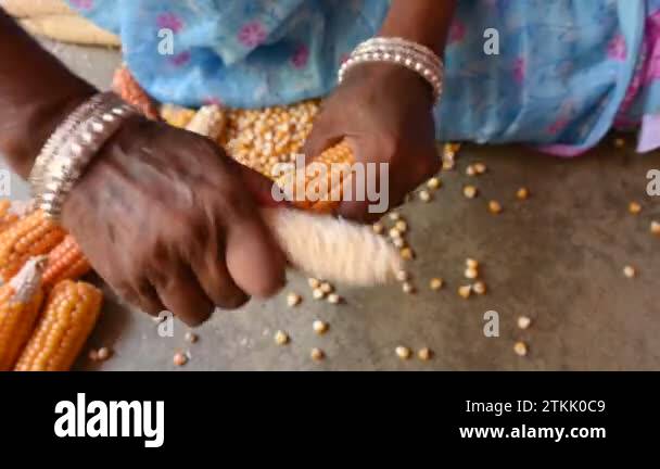 Separating corn seeds from corn cobs. Removing the yellow kernels of ...