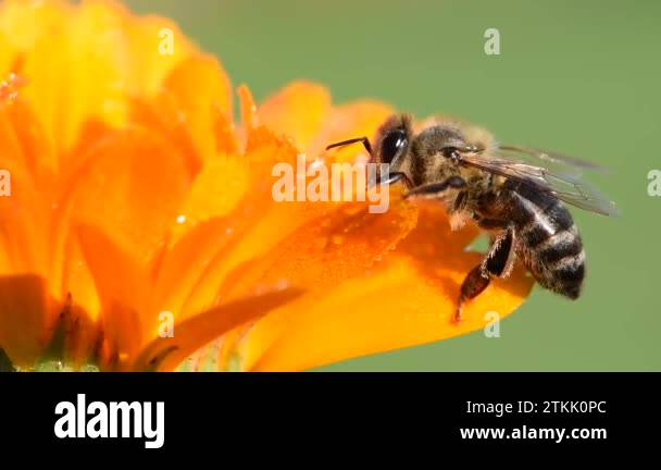 Vcela medonosna Stock Videos & Footage - HD and 4K Video Clips - Alamy