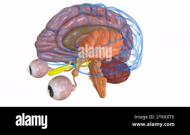 Central organ of the Human brain anatomy for medical concept 3D ...