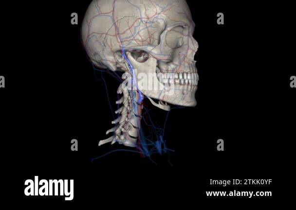 The retromandibular vein is a major vein of the face Stock Video ...