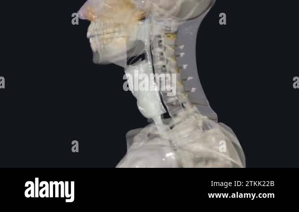 fascia, visceral, deep fascia enclosing the visceral structures of the ...
