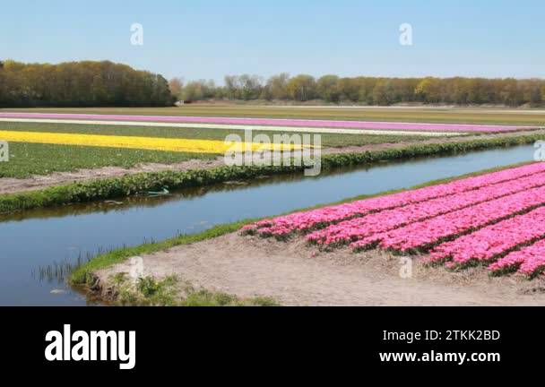 Flower fields of europe Stock Videos & Footage - HD and 4K Video Clips ...