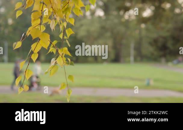 Autumn park, yellow birch leaves sway in focus. A family walks in the background with a dog and ...