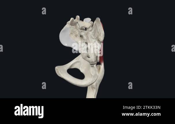 Glutes medius is an extremely important muscle in maintaining frontal ...