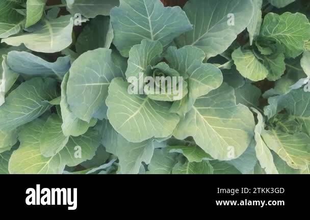 Cabbage vegetable. It is a leafy green, red, or white biennial plant ...