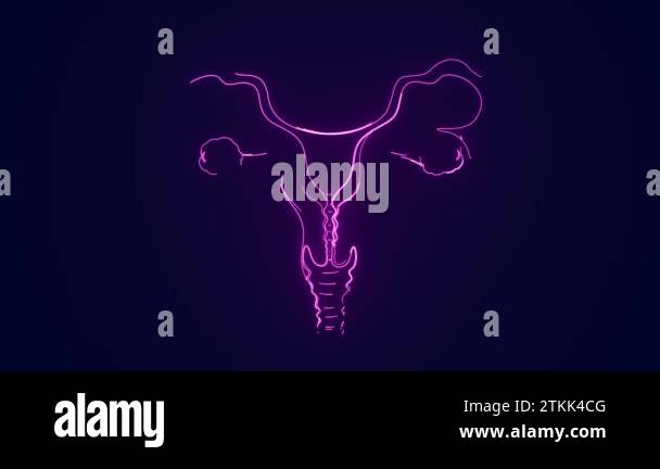 Female reproductive system in human body anatomy animation Stock Video ...