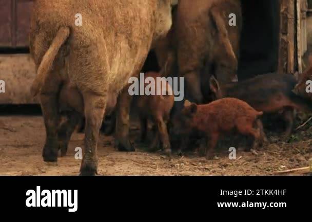 Free range pigs outside Stock Videos & Footage - HD and 4K Video Clips ...