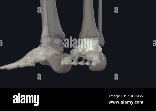 The talus talus bone, astragalus or ankle bone is one of the group of ...