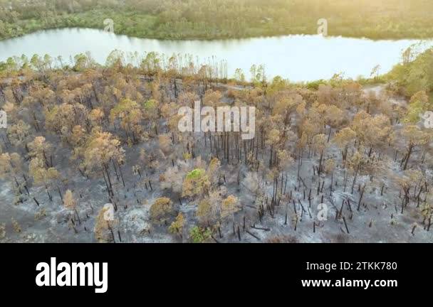 Charred dead vegetation burnt down after wildfire destroyed Florida ...