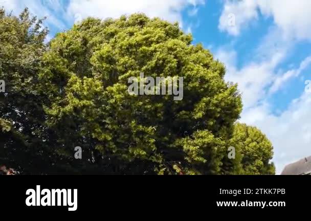 An enchanting scene of trees swaying gracefully in the gentle breeze ...