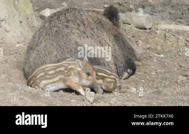 Bâche Stock Videos & Footage - HD and 4K Video Clips - Alamy