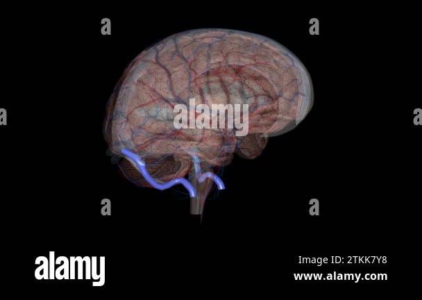 The sigmoid sinus is a paired intracranial venous channel Stock Video ...