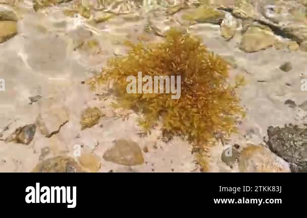 Red sea weed Stock Videos & Footage - HD and 4K Video Clips - Alamy
