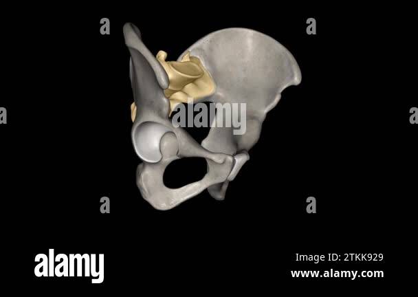 The sacrum is the triangular bone just below the lumbar vertebrae Stock ...