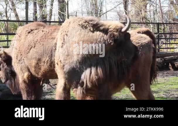 Bison in natural habitat Stock Videos & Footage - HD and 4K Video Clips ...