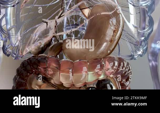 Human Stomach Anatomy Digestion, concept of the intestine, From the ...