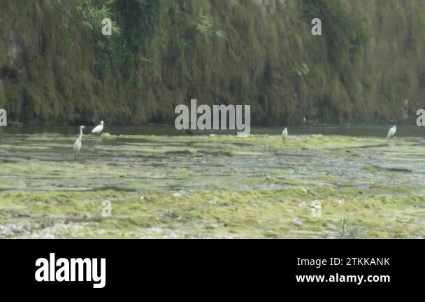White brid Stock Videos & Footage - HD and 4K Video Clips - Alamy