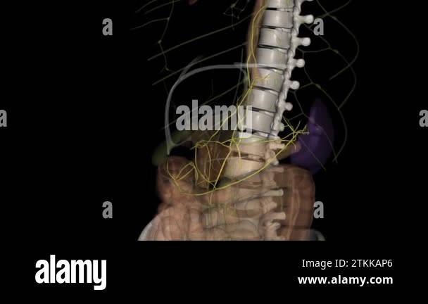 Visceral lymph nodes are associated with pelvic viscera and include the ...
