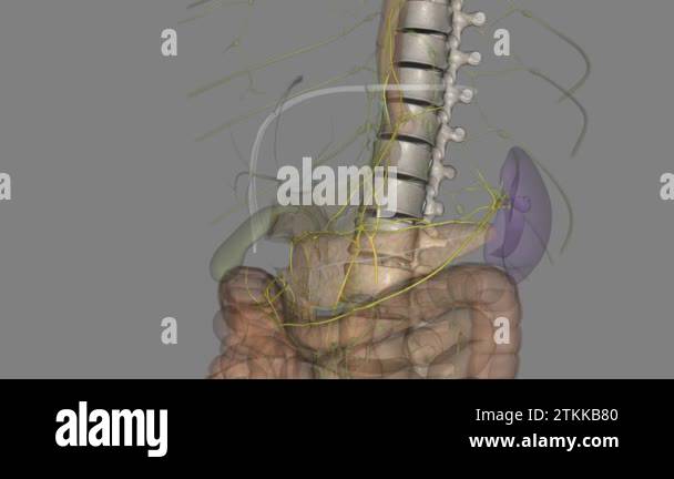 Visceral lymph nodes are associated with pelvic viscera and include the ...