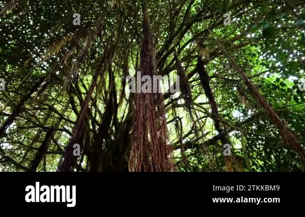 Prop root banyan tree Stock Videos & Footage - HD and 4K Video Clips ...