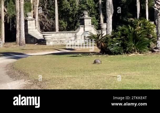 Nine-banded armadillo (Dasypus novemcinctus) at Dungeness mansion ruins ...