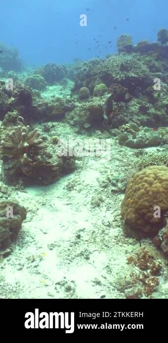 Tropical colourful underwater seascape.The underwater world with ...