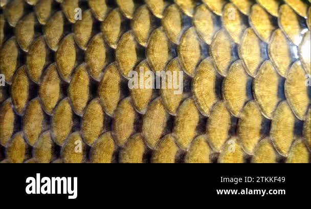 Scales of a carp Stock Videos & Footage - HD and 4K Video Clips - Alamy