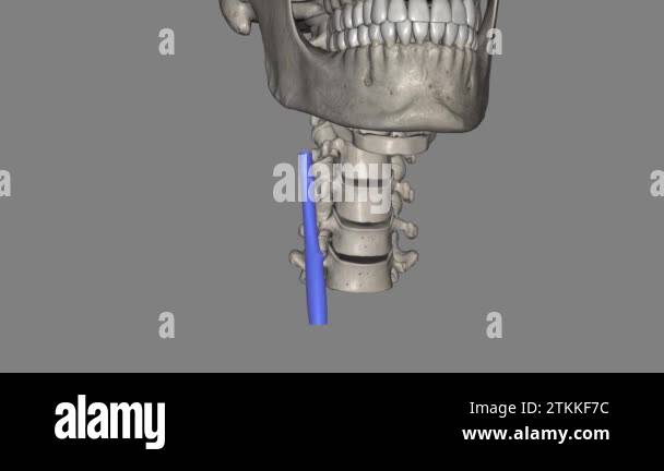 The internal jugular vein is a paired venous structure that collects ...